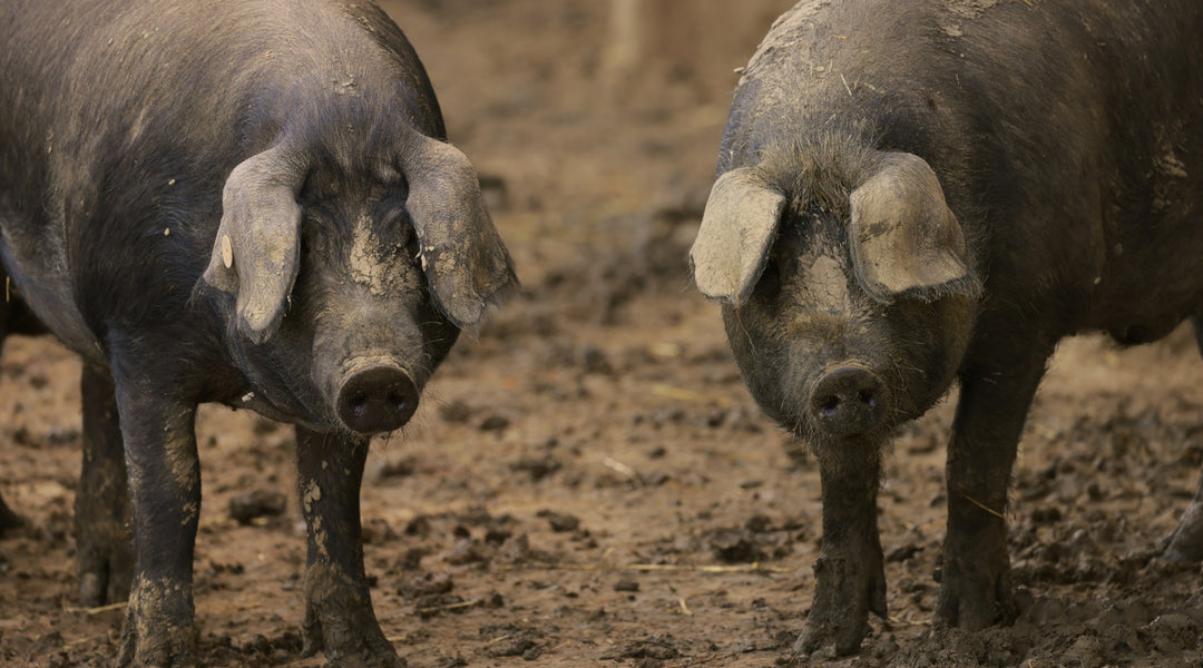 Crna slavonska svinja – Sin Ravnice