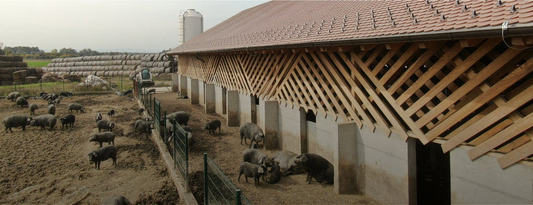 Farma – Sin Ravnice